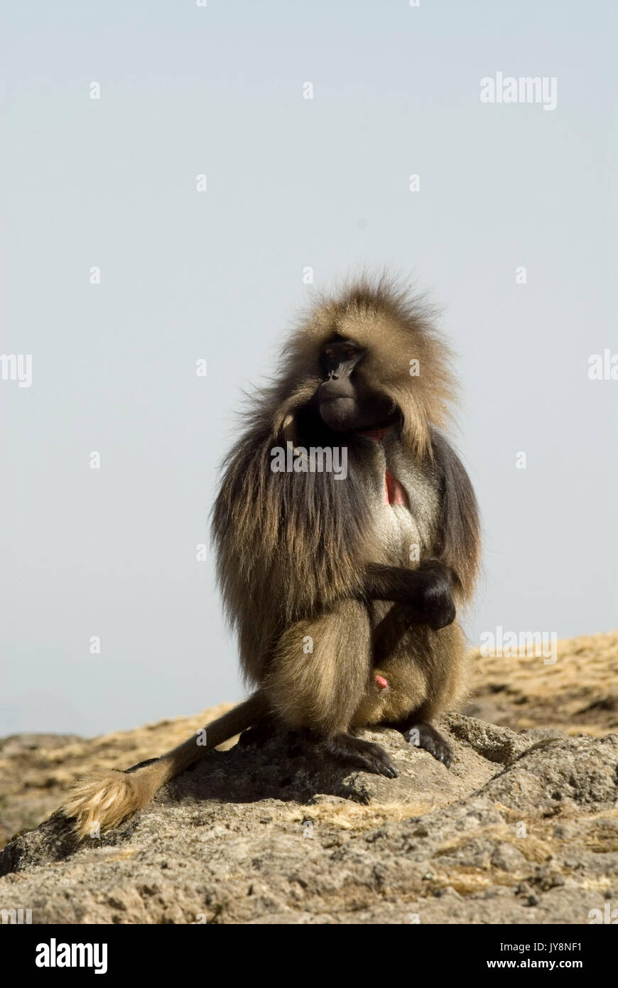 Gelada Baboon, Theropithecus gelada, Simien Mountains National Park ...
