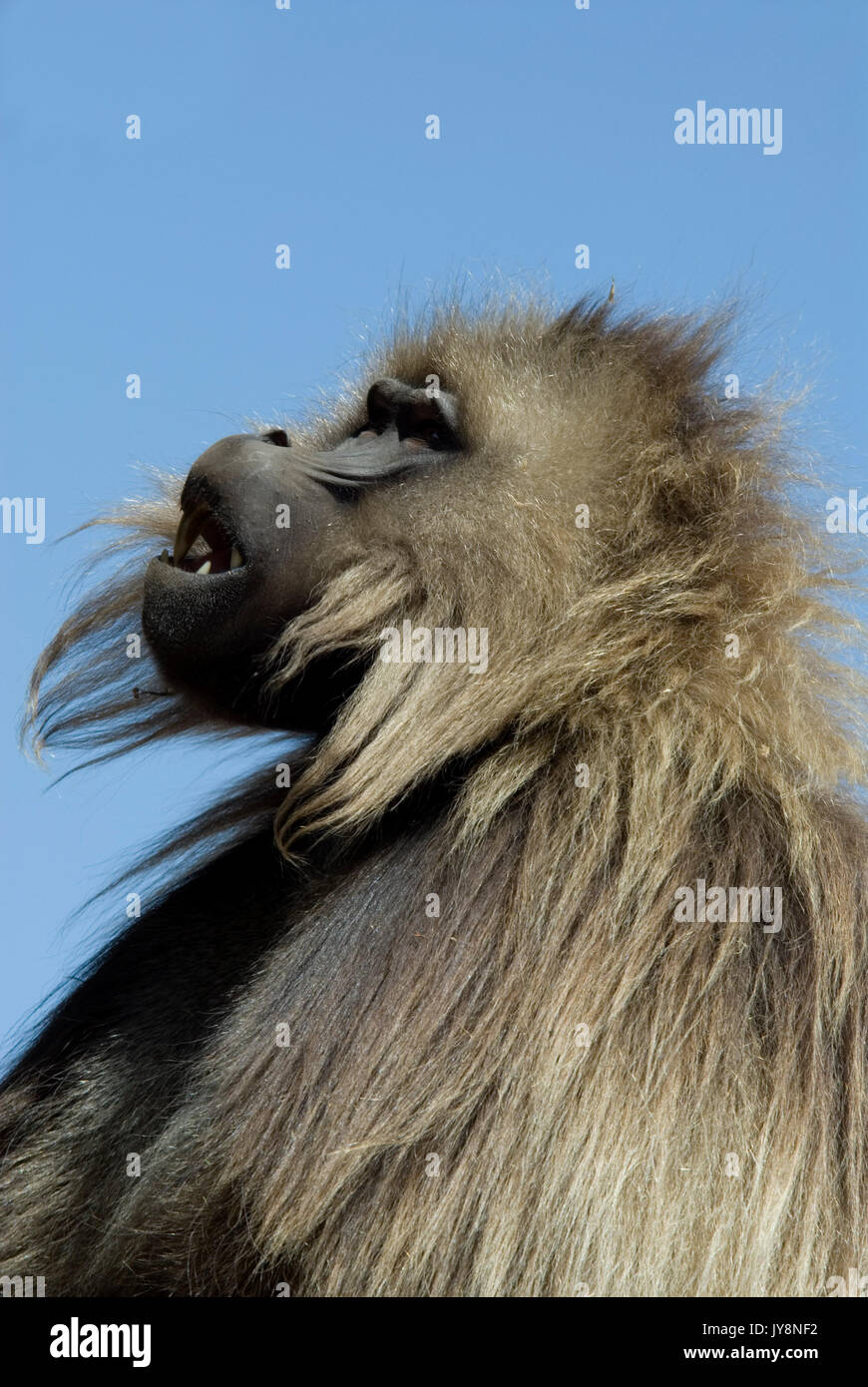 Gelada Baboon, Theropithecus gelada, Simien Mountains National Park ...