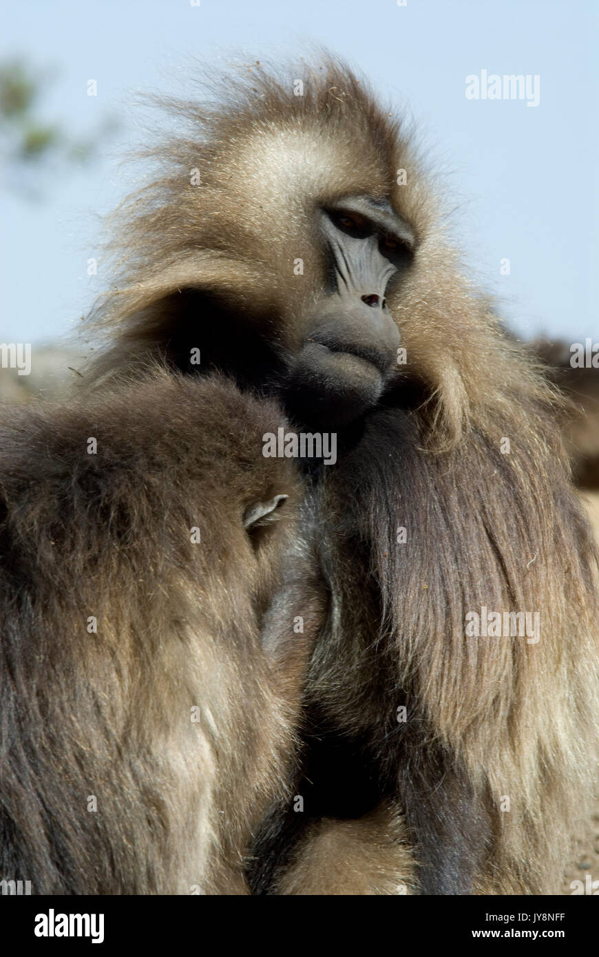 Gelada Baboon, Theropithecus gelada, Simien Mountains National Park ...