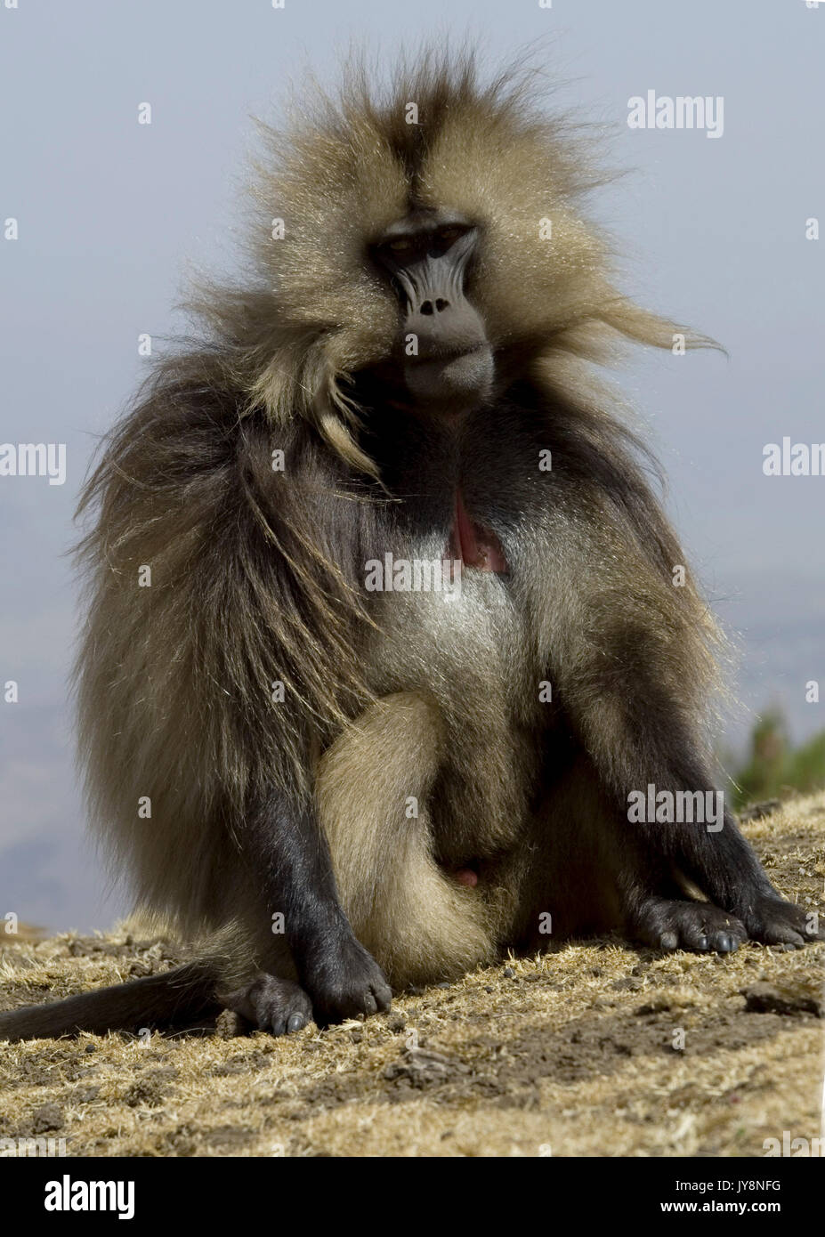 Gelada Baboon, Theropithecus gelada, Simien Mountains National Park ...