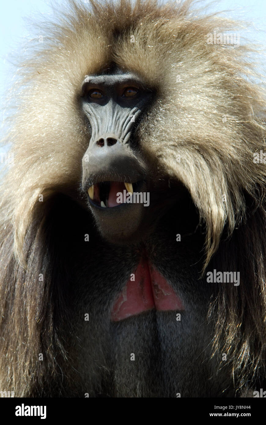 Gelada Baboon, Theropithecus gelada, Simien Mountains National Park ...