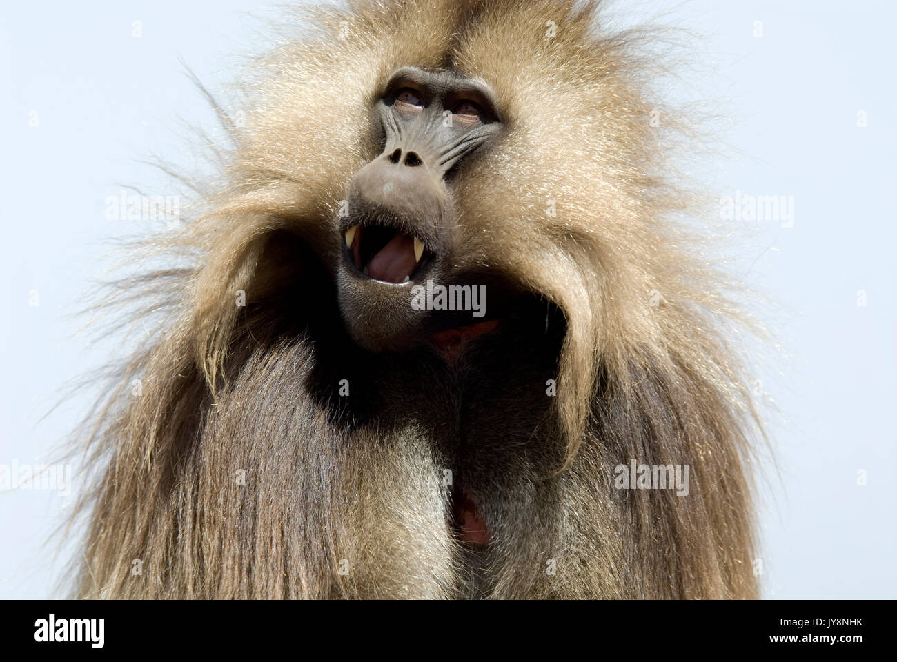 Gelada Baboon, Theropithecus gelada, Simien Mountains National Park ...