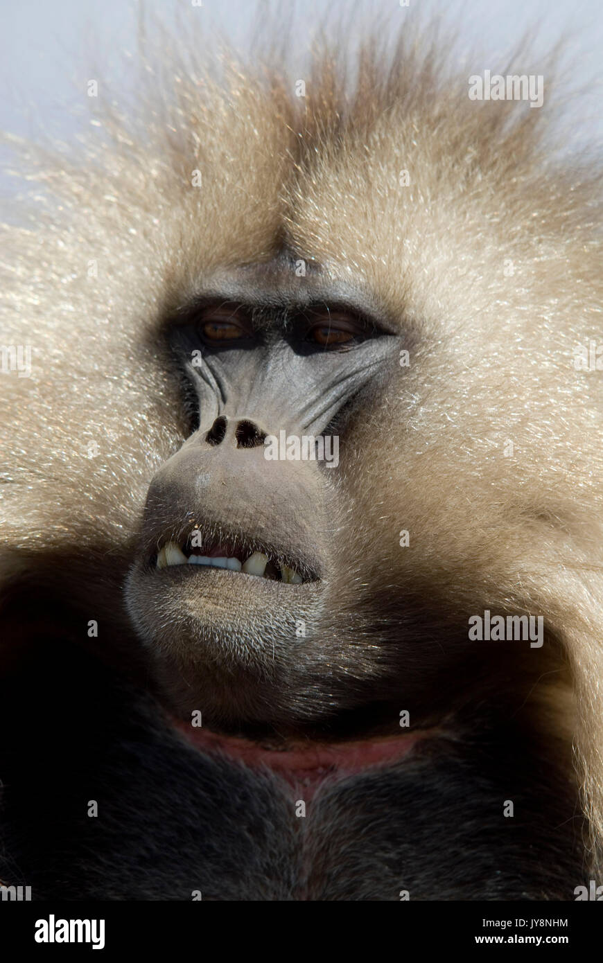 Male gelada showing teeth hi-res stock photography and images - Alamy
