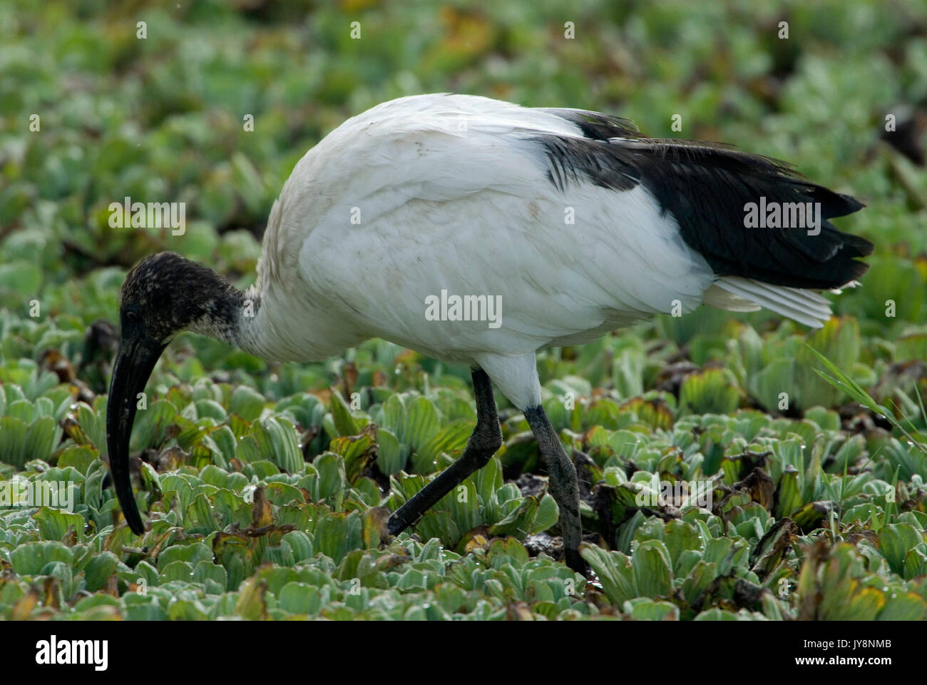 Sacred Ibis, Threskiornis aethiopicus, Lake Awasa, Ethiopia, fishing in ...