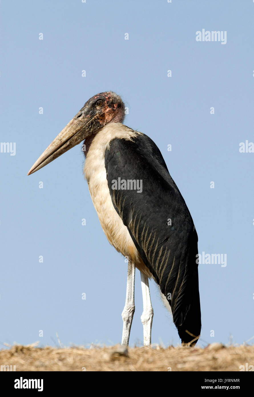 Marabou Stork, Leptoptilos crumeniferus, Lake Awasa, Ethiopia, blue sky ...