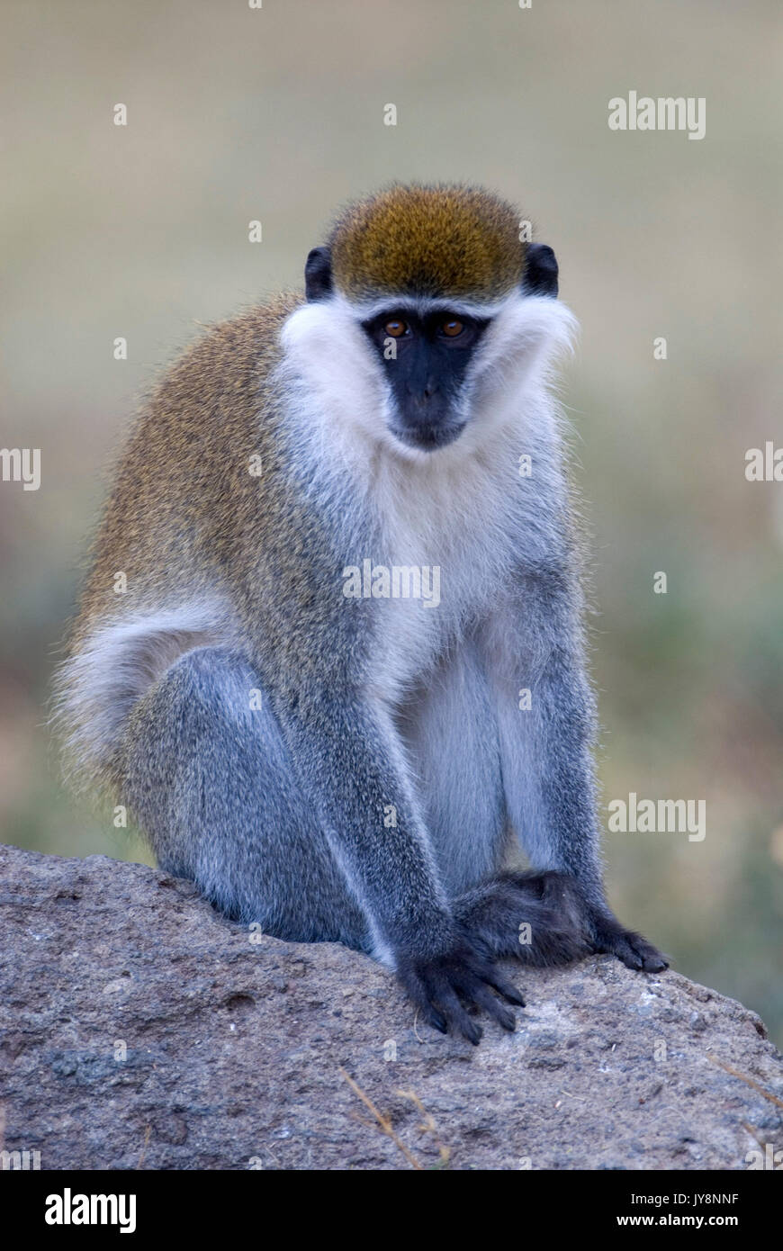 Vervet Monkey, Chlorocebus pygerythrus, Lake Awasa, Ethiopia Stock ...