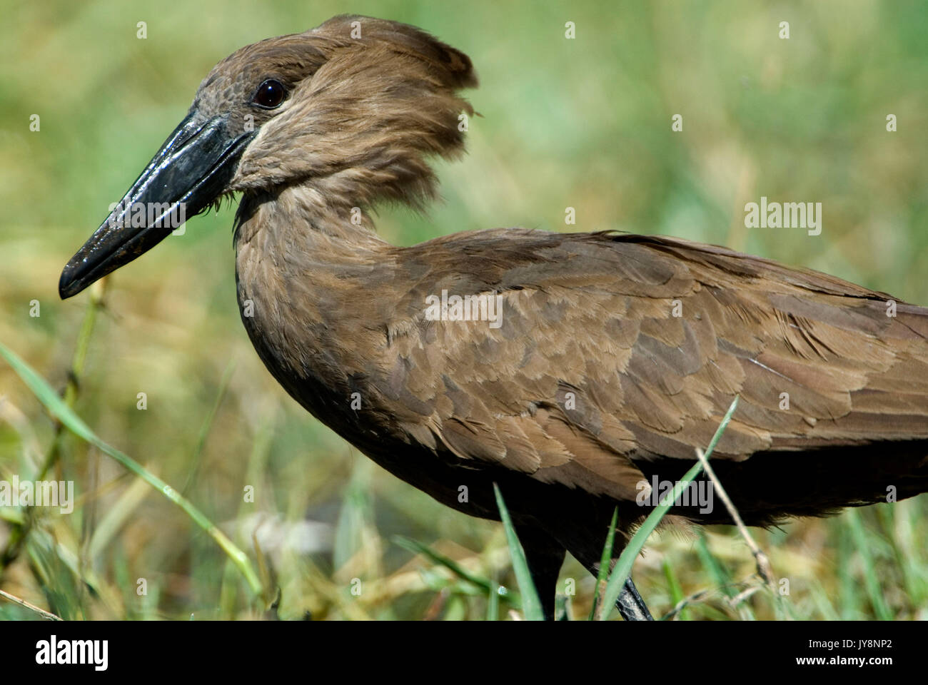Hammerkop, Scopus umbretta, Lake Awasa, Ethiopia Stock Photo - Alamy