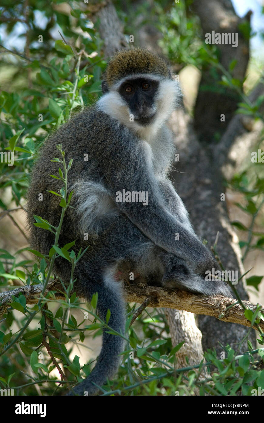 Vervet Monkey, Chlorocebus pygerythrus, Lake Awasa, Ethiopia, in tree ...