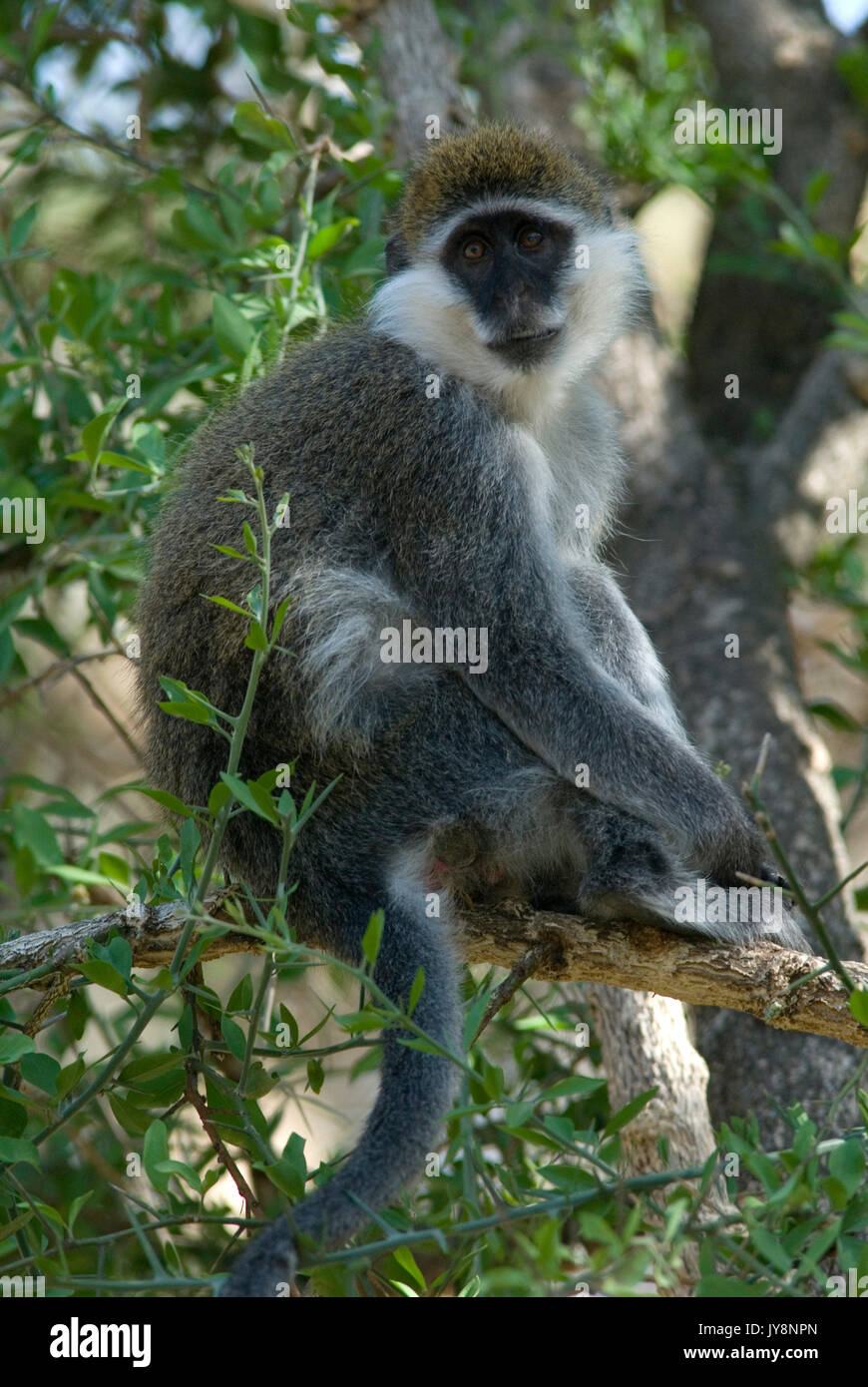 Vervet Monkey, Chlorocebus pygerythrus, Lake Awasa, Ethiopia, in tree ...