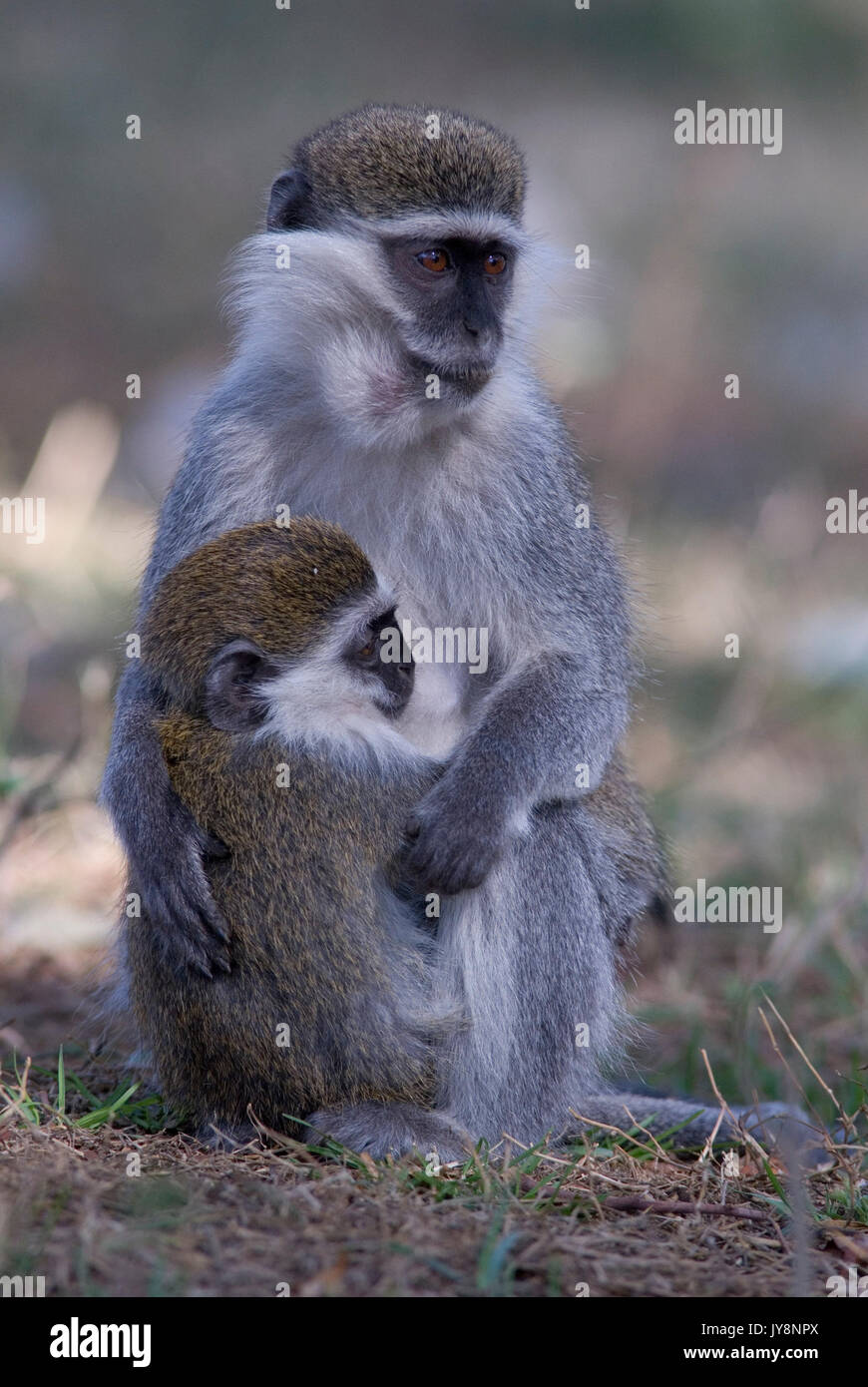 Vervet Monkey, Chlorocebus pygerythrus, mother with young baby, Lake ...