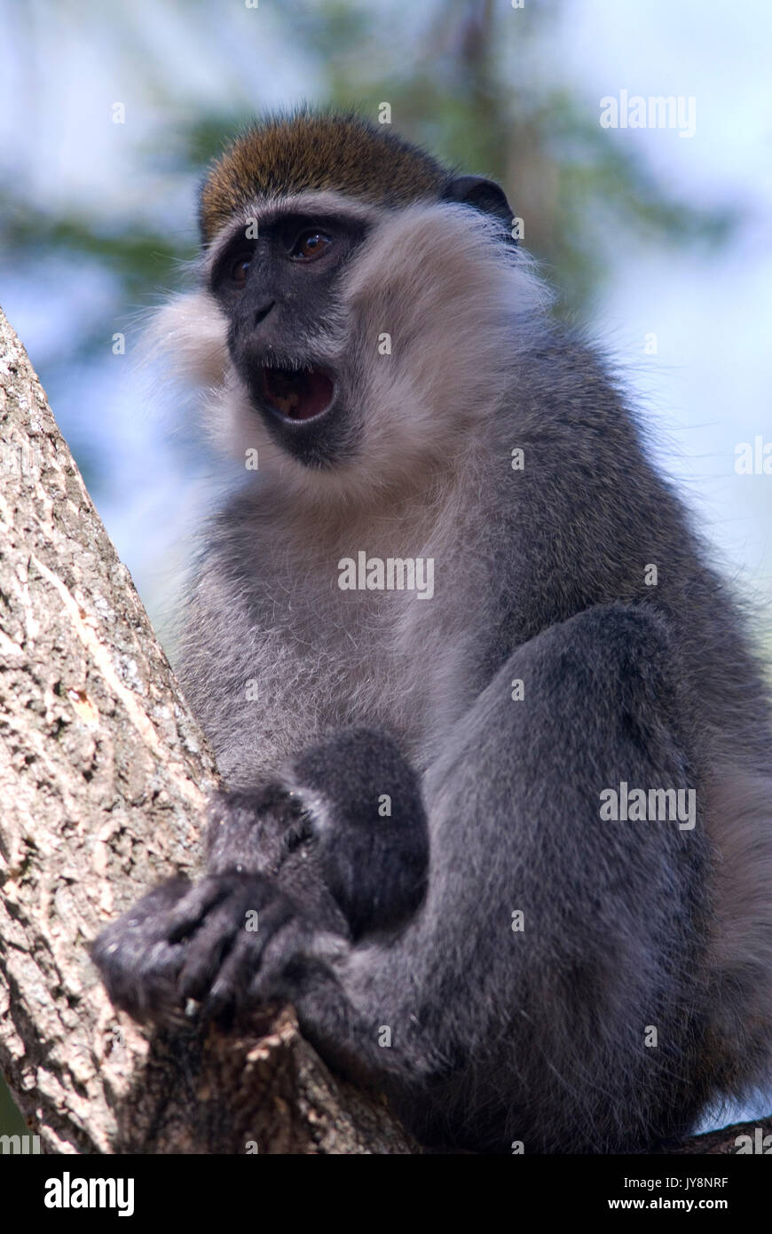 Chlorocebus pygerythrus calling hi-res stock photography and images - Alamy