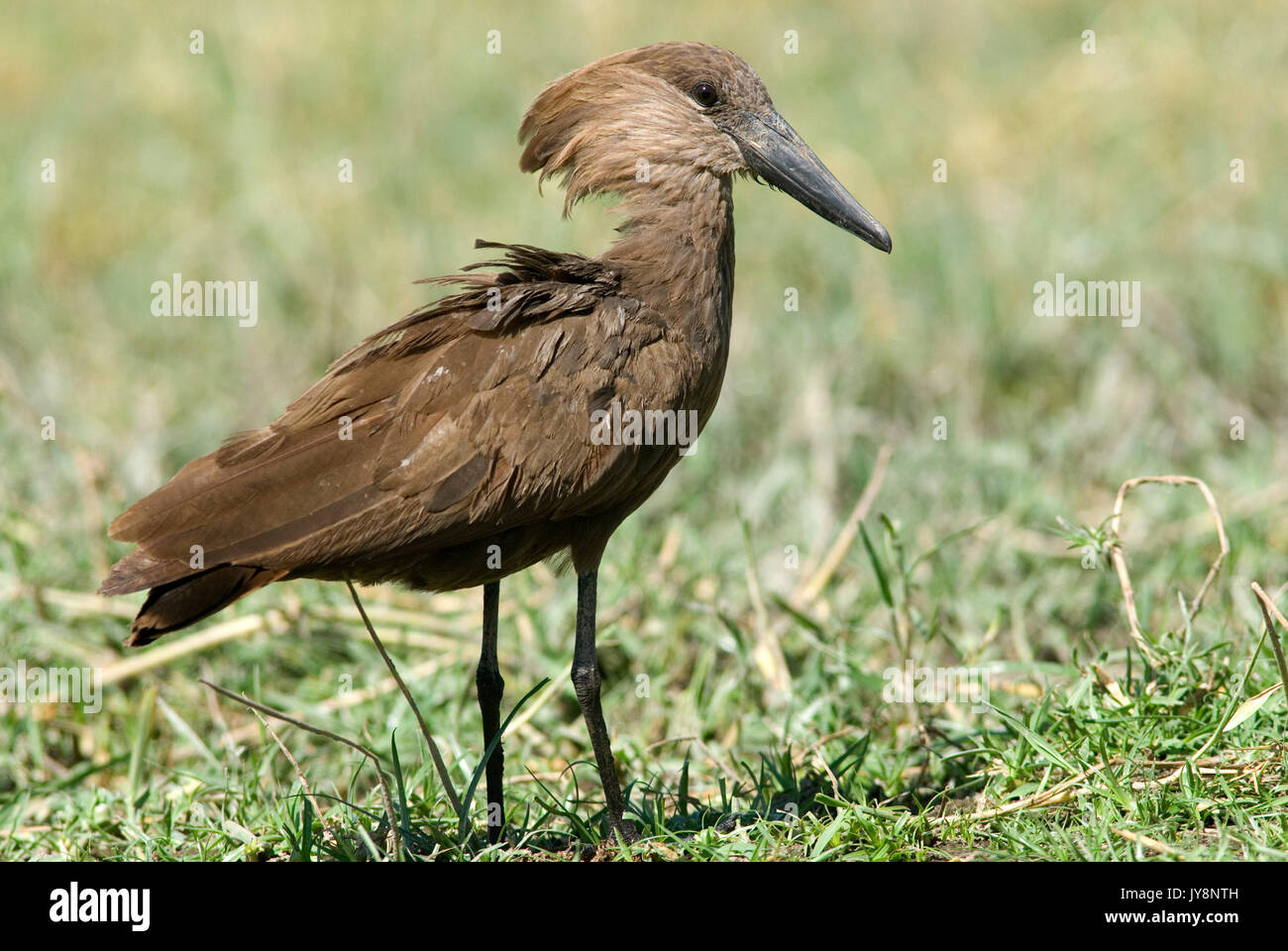 Hammerkop, Scopus umbretta, Lake Awasa, Ethiopia Stock Photo - Alamy