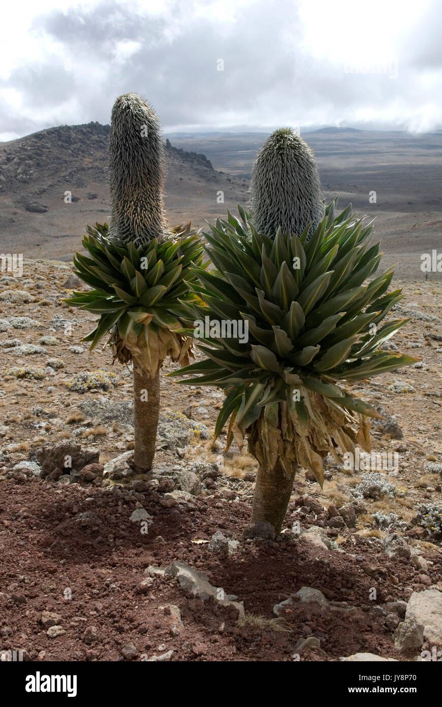 GIANT LOBELIA in flower, Lobelia rhynchopetalum, Sanetti Plateau, Bale ...