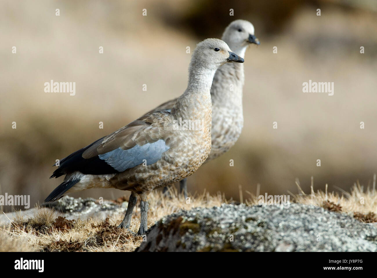 BLUE-WINGED GOOSE, Cyanochen cyanoptera, Sanetti Plateau, Bale ...