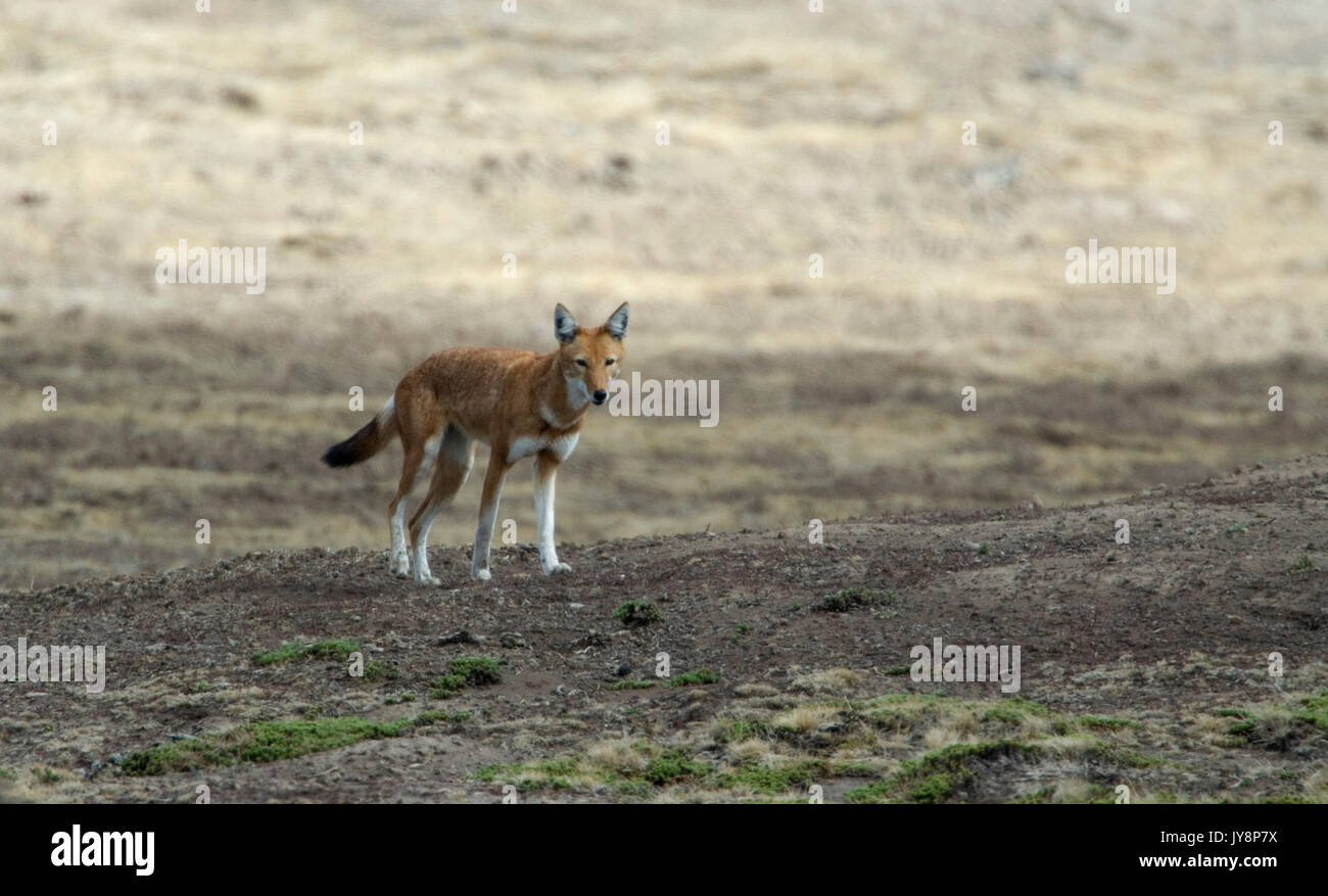 Ethiopian wolf, Canis simensis, Bale Mountains National Park, Sanetti ...