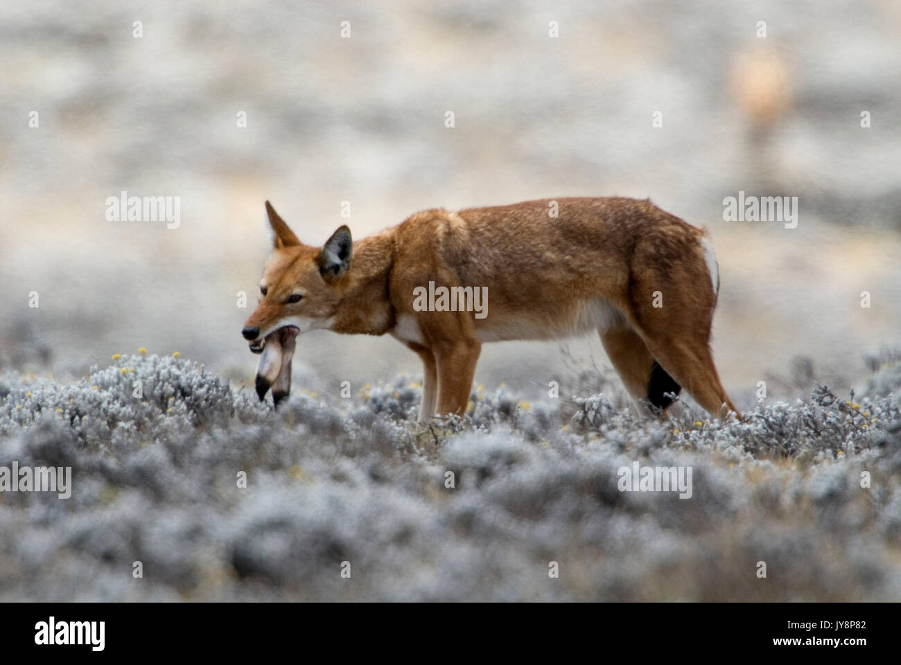 Abyssinian hare hi-res stock photography and images - Alamy