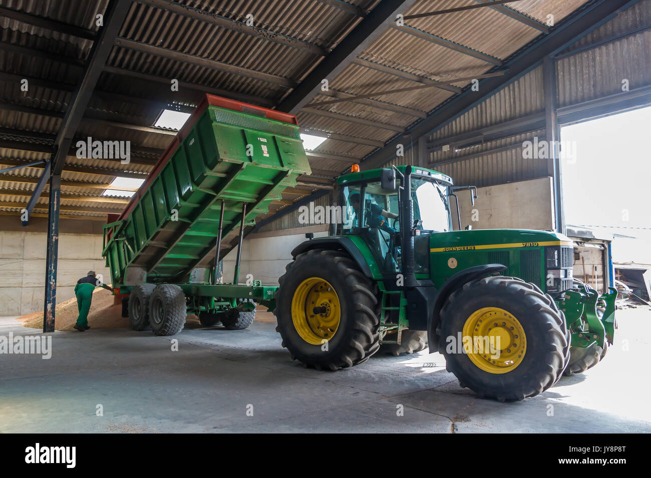 UK Farming, harvested grain being tipped from a trailer into a drying ...
