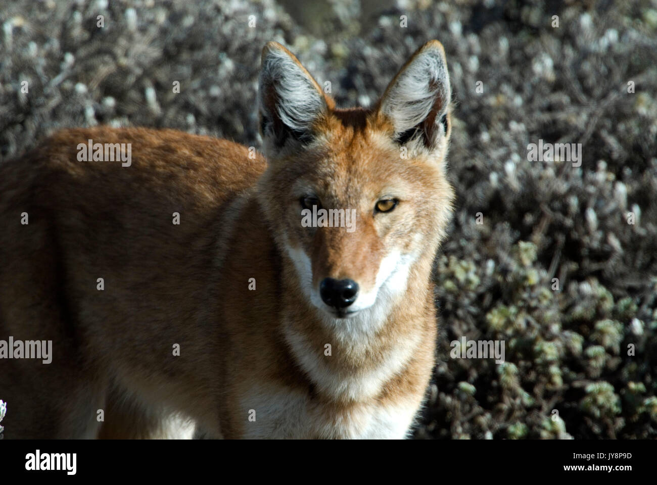 Ethiopian wolf, Canis simensis, Bale Mountains National Park, Sanetti ...