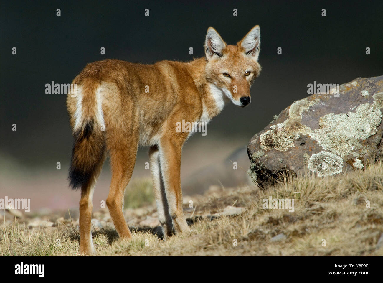 Ethiopian wolf, Canis simensis, Bale Mountains National Park, Sanetti ...