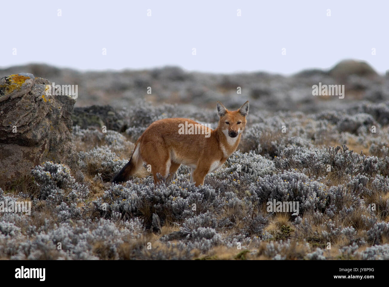 Ethiopian wolf, Canis simensis, Bale Mountains National Park, Sanetti ...