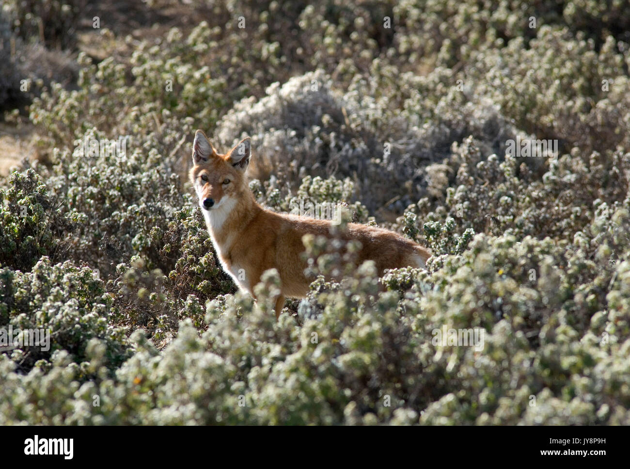 Ethiopian wolf, Canis simensis, Bale Mountains National Park, Sanetti ...