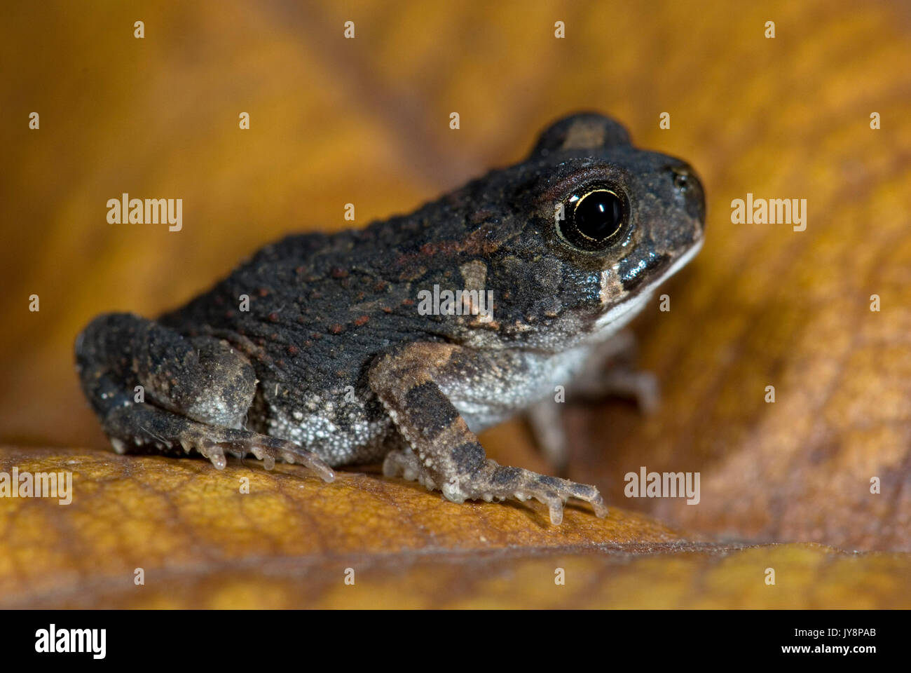 Toad, Bufo sp, Jinka, Lower Omo Valley, Ethiopia, small Stock Photo - Alamy
