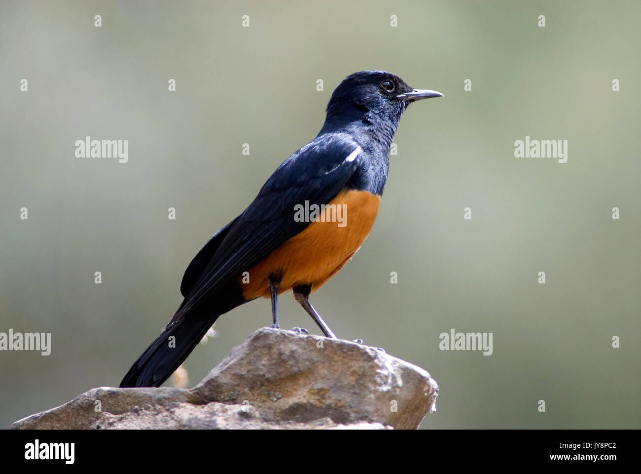 Mocking Cliff Chat, Thamnolaea cinnamomeiventris, male, Gondar ...