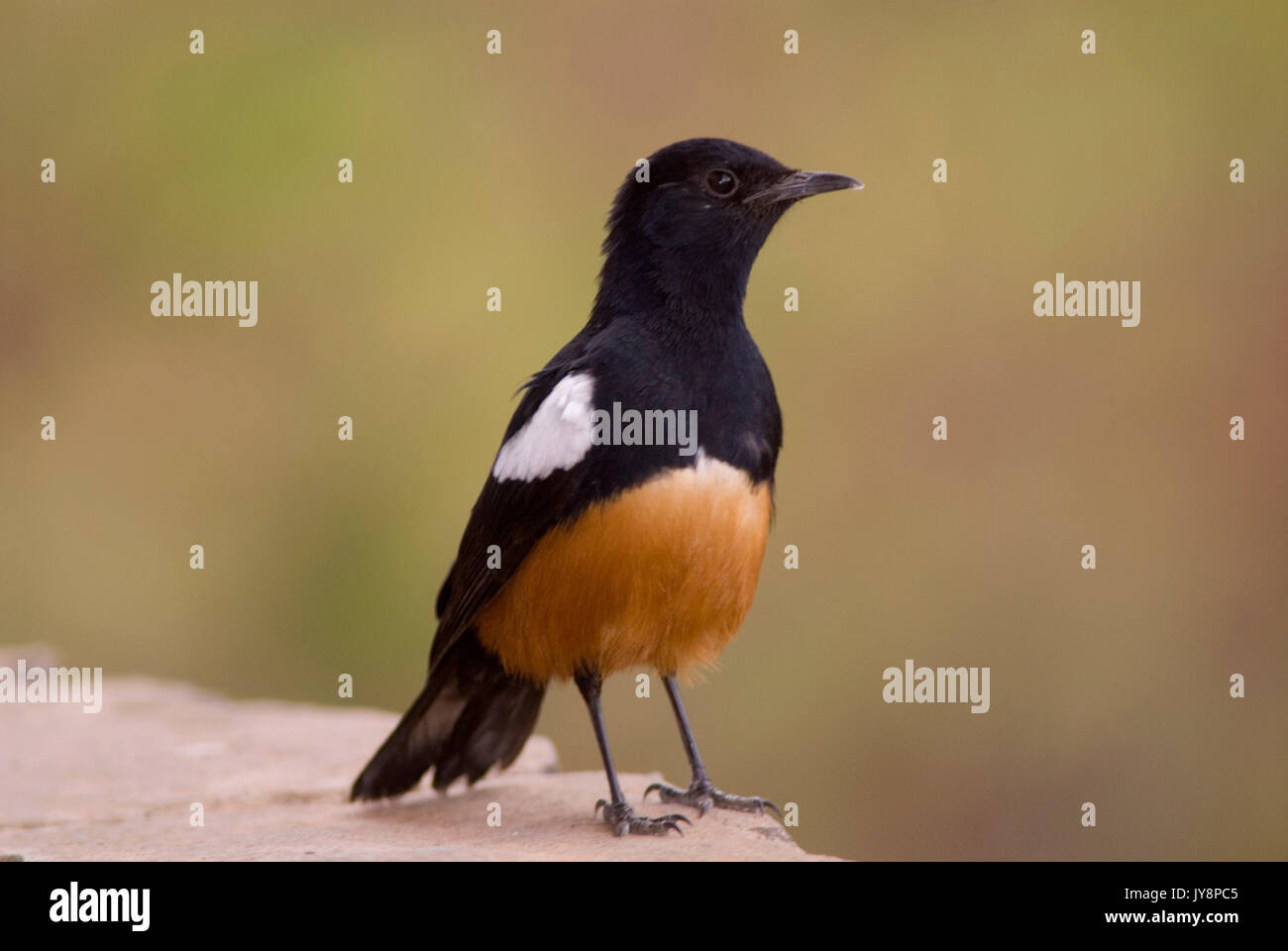 Mocking Cliff Chat, Thamnolaea cinnamomeiventris, male, Gondar ...