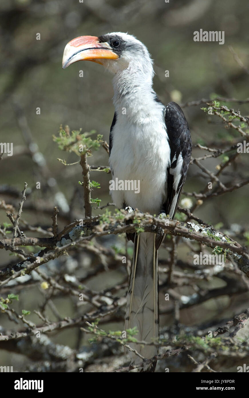 Jackson hornbill hi-res stock photography and images - Alamy