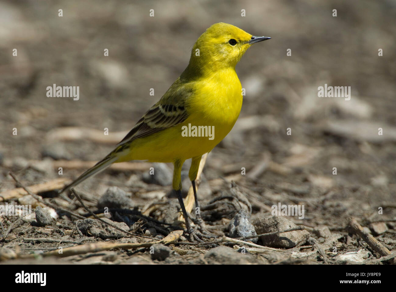 Yellow Wagtail, Motacilla flafa lutea, Lake Langano, Ethiopia, on ...