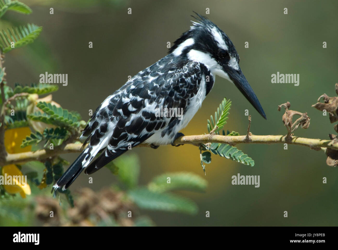 Pied Kingfisher, Ceryle rudis, Lake Langano, Ethiopia, perched over ...
