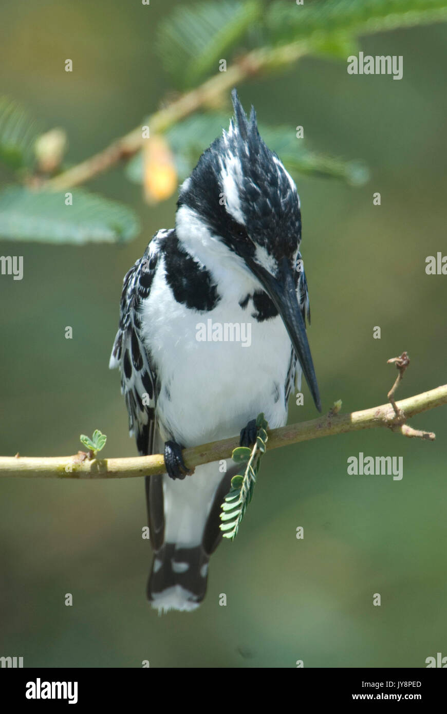 Pied Kingfisher, Ceryle rudis, Lake Langano, Ethiopia, perched over ...