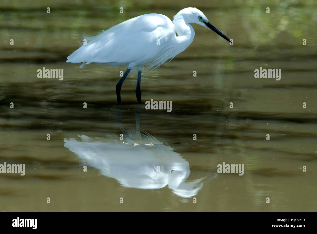 Little Egret, Egretta garzetta, Lake Langano, Ethiopia, wading in water ...