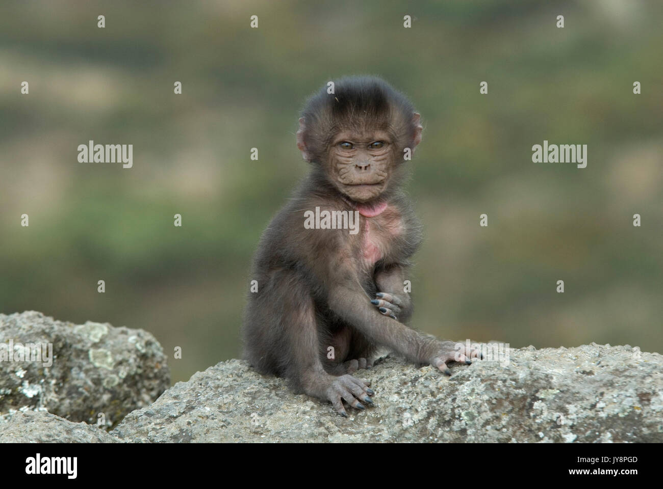 Gelada Baboon, Theropithecus gelada, Simien Mountains National Park ...
