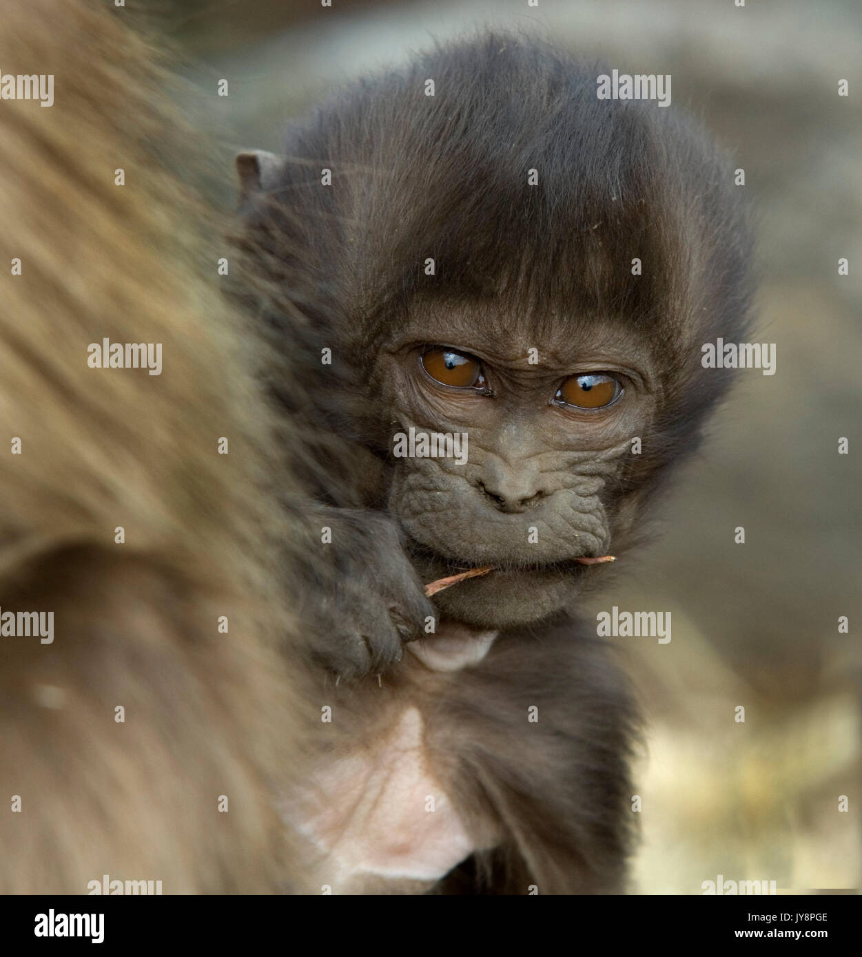 Gelada Baboon, Theropithecus gelada, Simien Mountains National Park ...