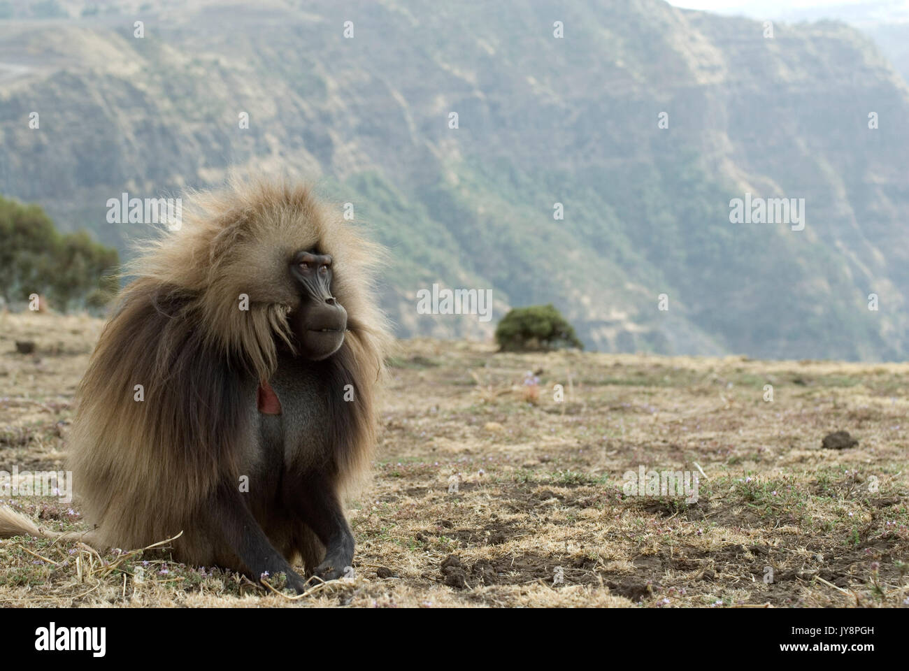 Gelada Baboon, Theropithecus gelada, Simien Mountains National Park ...