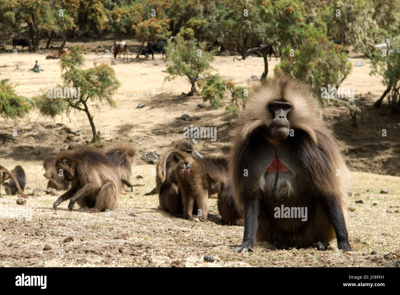 Gelada Baboon, Theropithecus gelada, Simien Mountains National Park ...