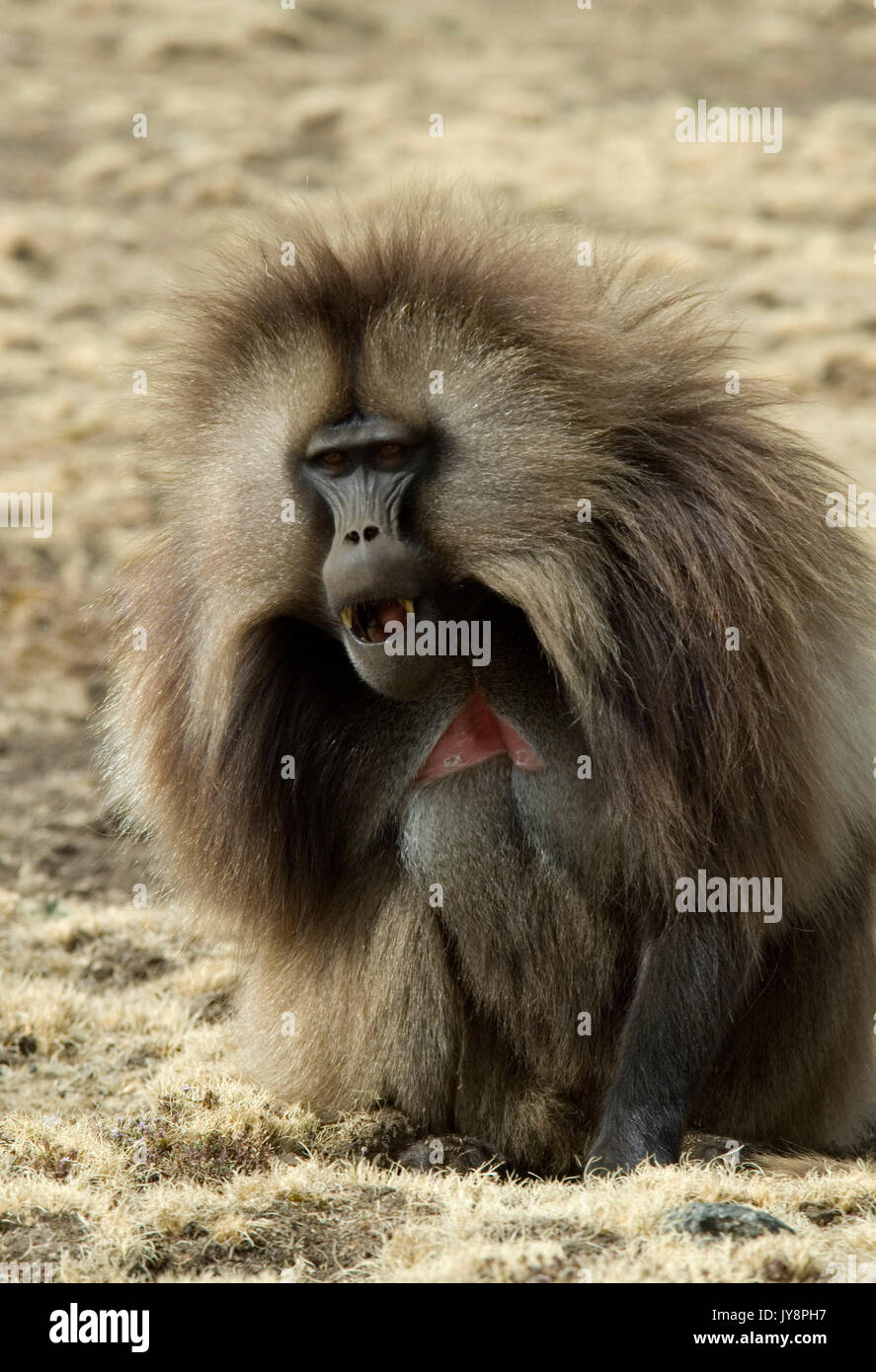 Gelada Baboon, Theropithecus gelada, Simien Mountains National Park ...