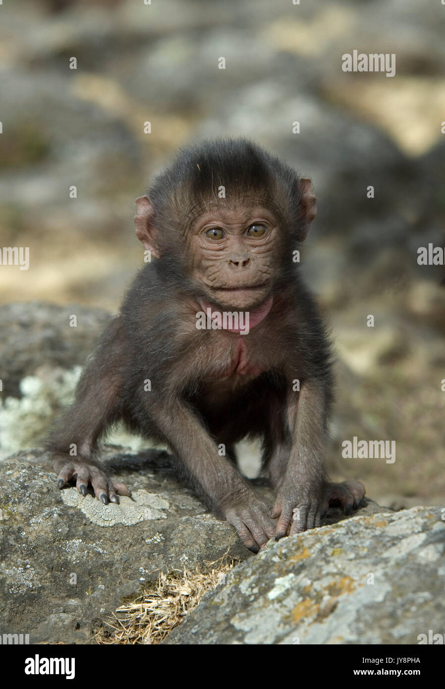 Gelada Baboon Baby