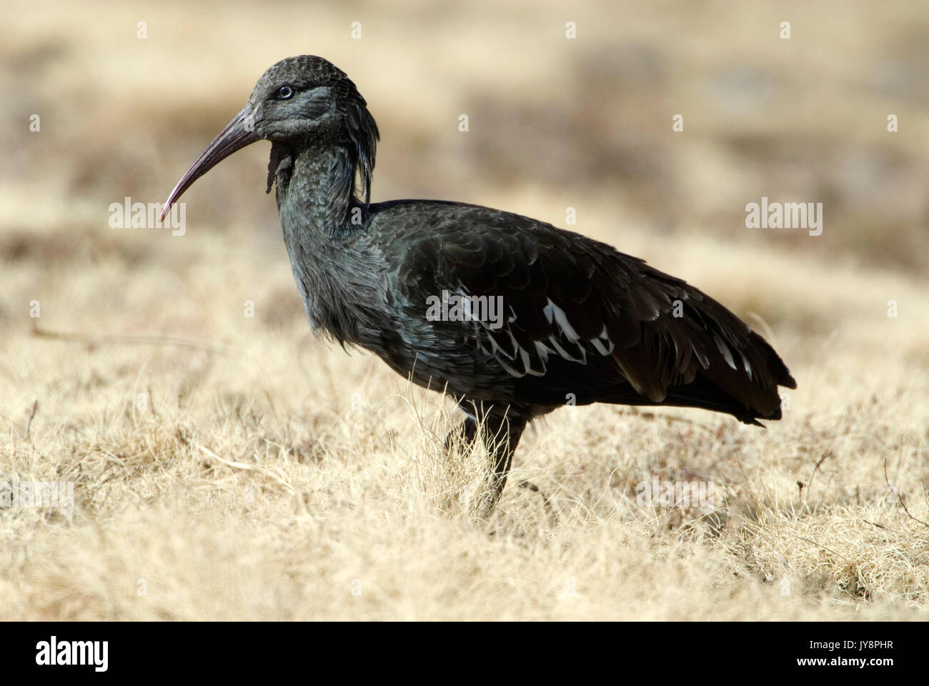 Wattled ibis bostrychia carunculata hi-res stock photography and images ...