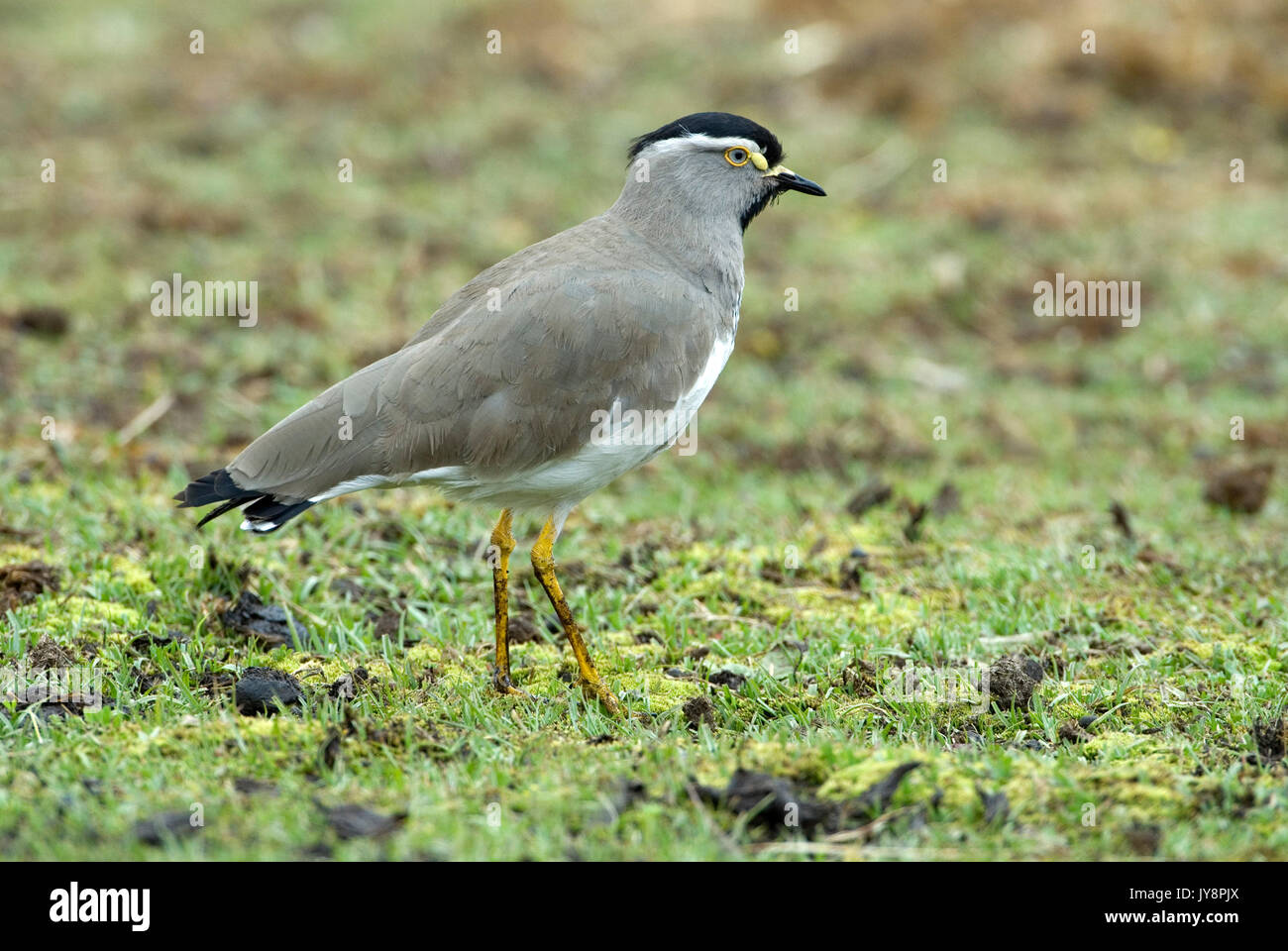 Spot Breasted Lapwing (Plover), Vanellus melanocephalus, Simien Mountains National Park ...
