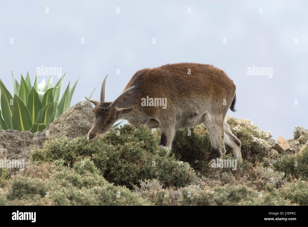 Walia Ibex, Capra walie, female feeding, on steep mountain slope ...