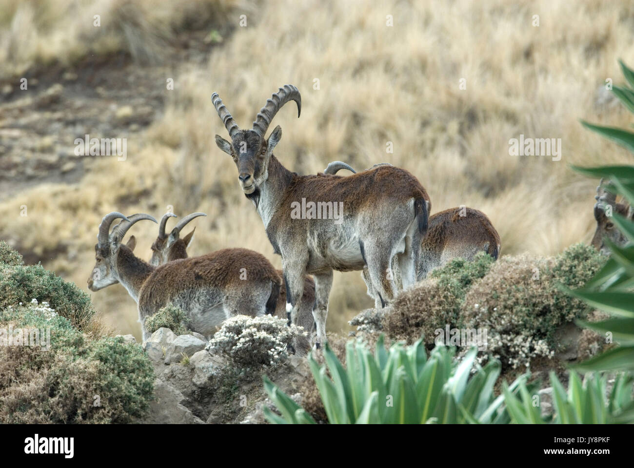 Walia Ibex, Capra walie, family group, on steep mountain slope, Simien ...