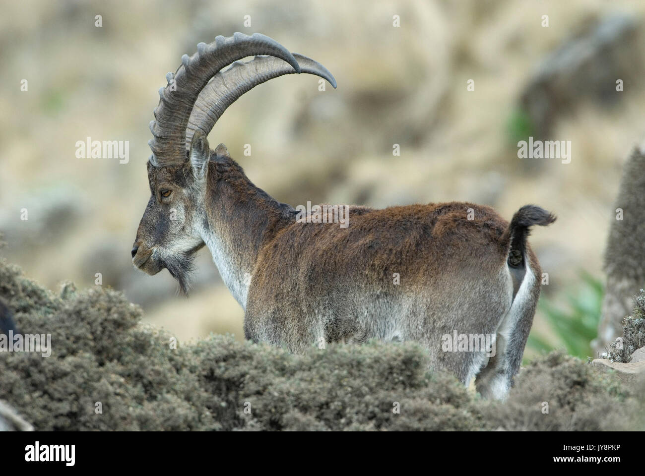 Walia Ibex, Capra walie, male, on steep mountain slope, Simien ...