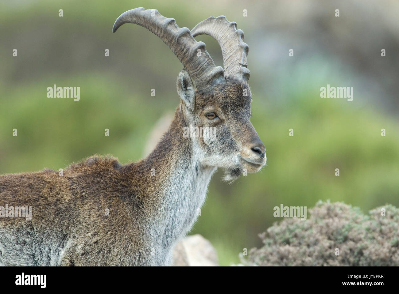 Walia Ibex, Capra walie, male, on steep mountain slope, Simien ...