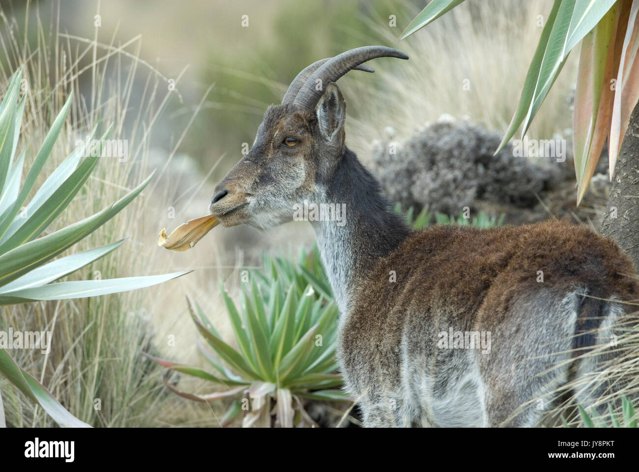 Walia Ibex, Capra walie, female feeding, on steep mountain slope ...