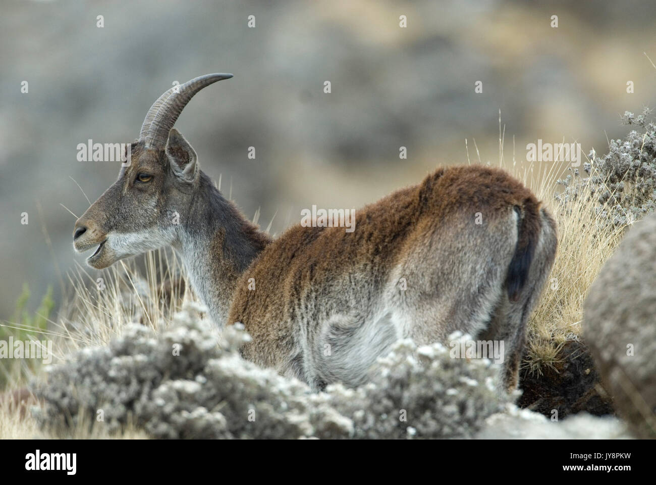 Walia Ibex, Capra walie, female, on steep mountain slope, Simien ...