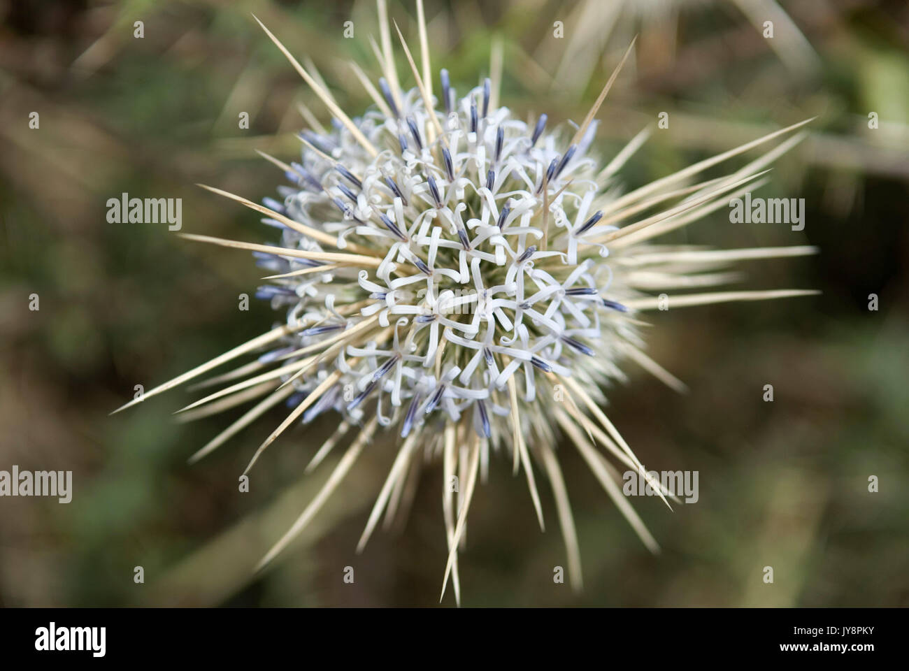 Flowering Thistle Plant, Simien Mountains National Park, Ethiopia ...