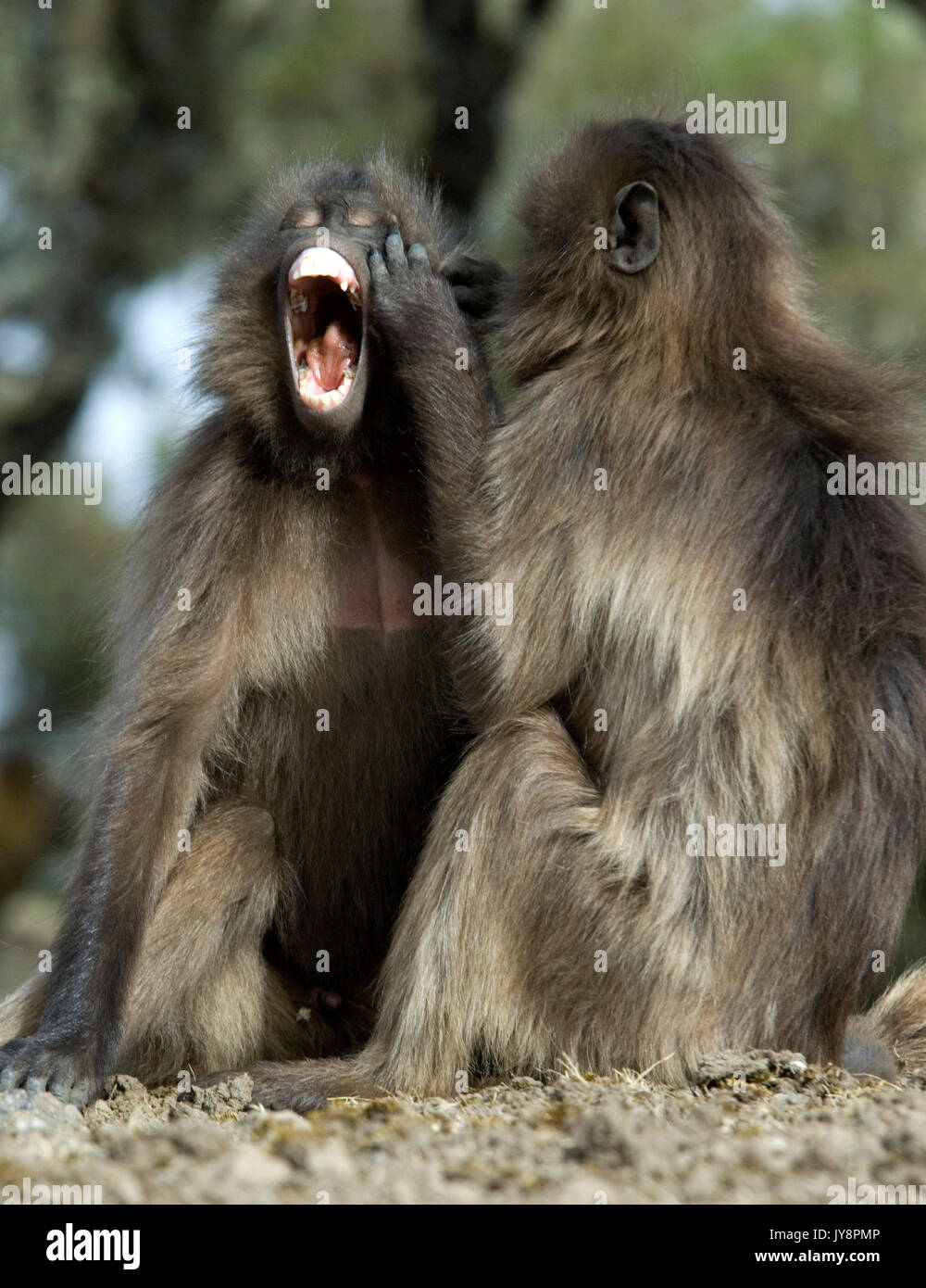 Gelada Baboon, Theropithecus gelada, Simien Mountains National Park ...