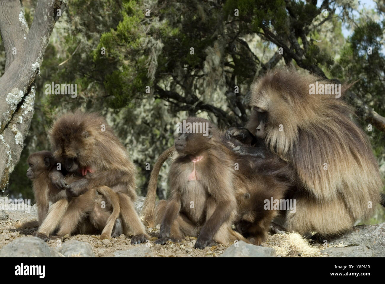 Female with young theropithecus gelada hi-res stock photography and ...